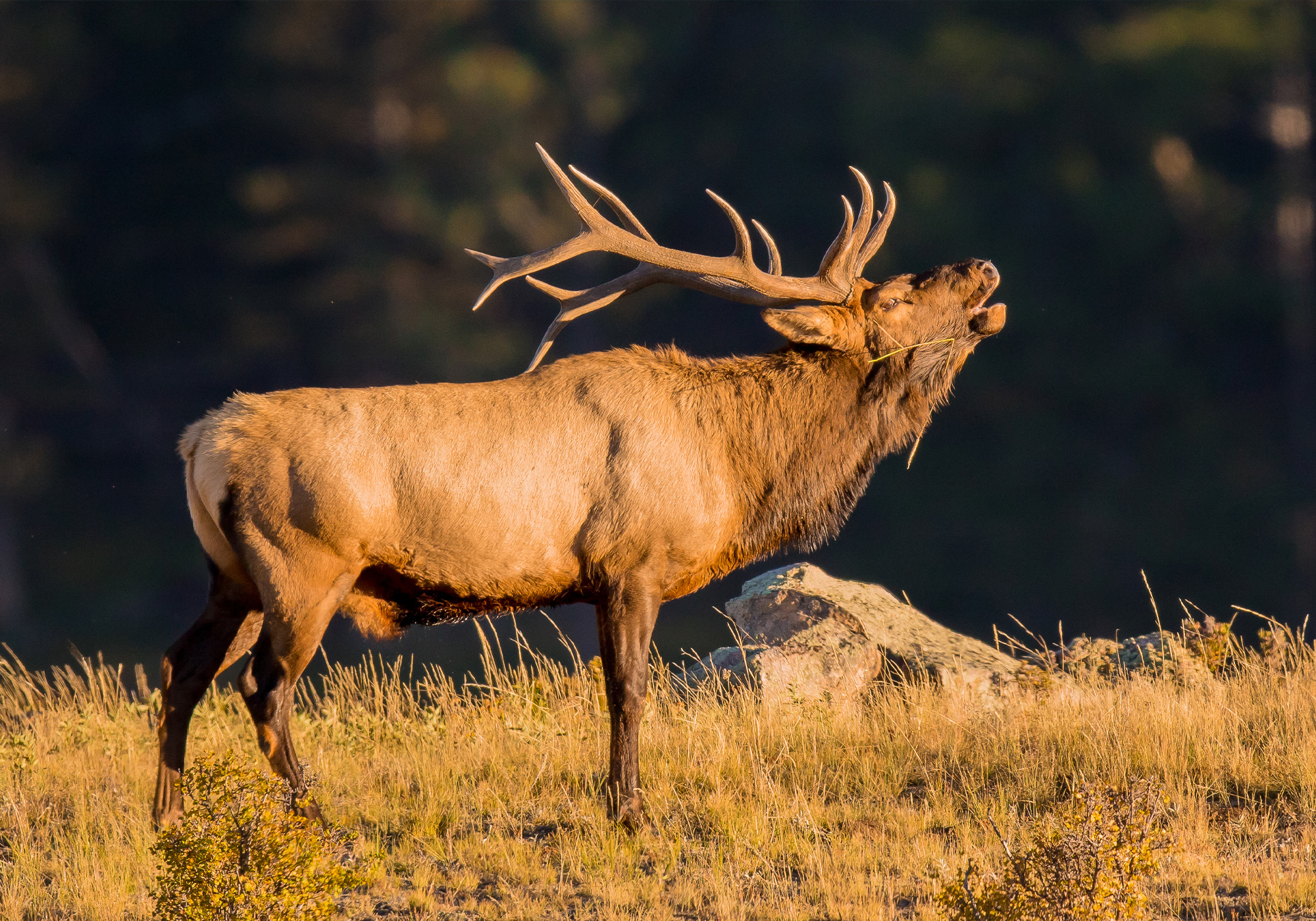 Lakota Canyon Ranch – The Romero Group